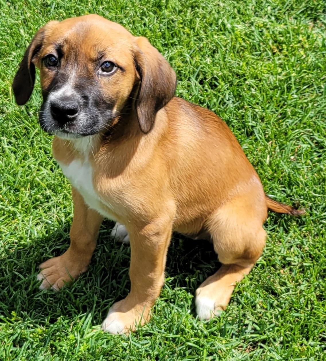 Dog for adoption - Ember, a Boxer & Labrador Retriever Mix in Elwood ...
