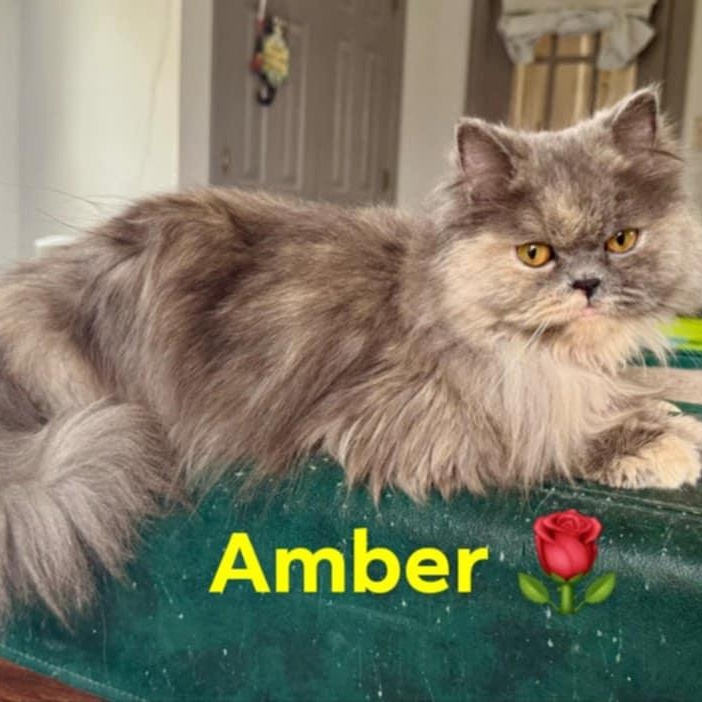 Cat for adoption - Special Amber - Sweetheart from Egypt, a Persian Mix ...