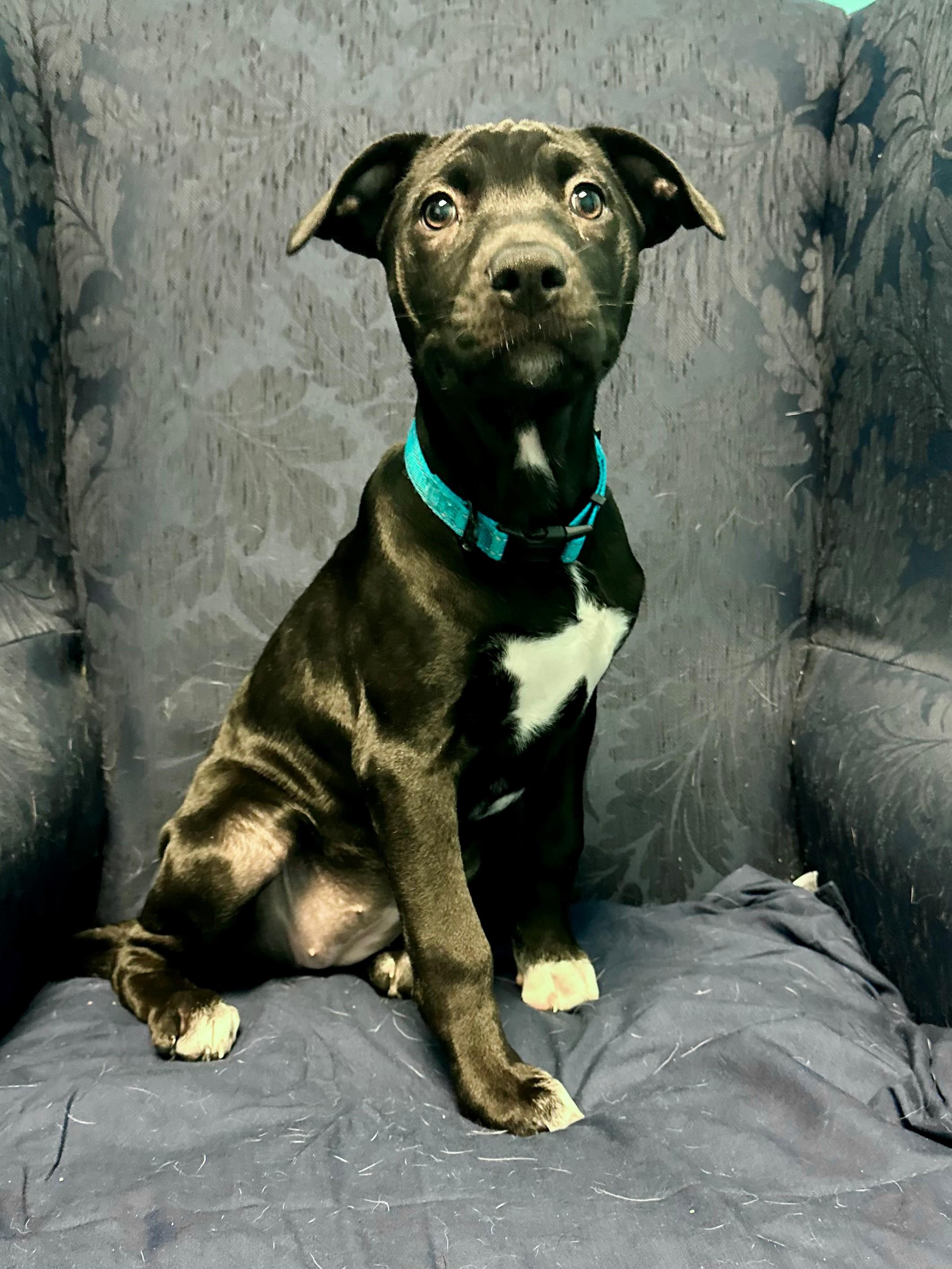 Emery - Adoptable Pet | Petfinder | Petfinder