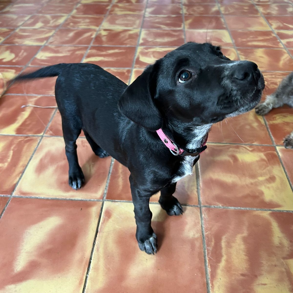 Dog for adoption - Marley, a Black Labrador Retriever Mix in San Diego ...