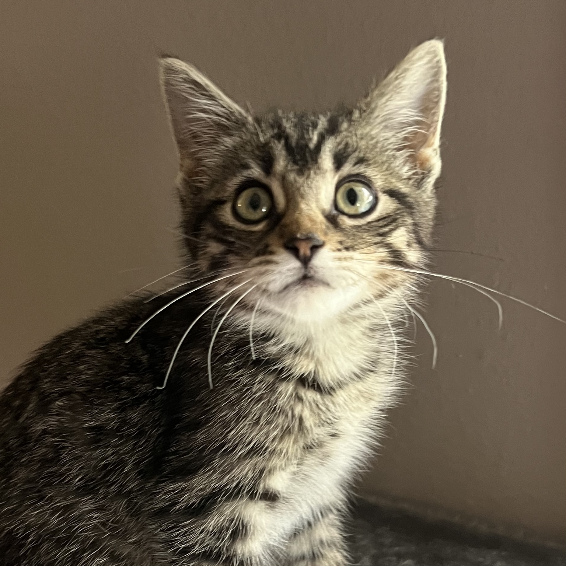 Cat for adoption - Cleopatra, a Domestic Short Hair in Springfield, MO ...