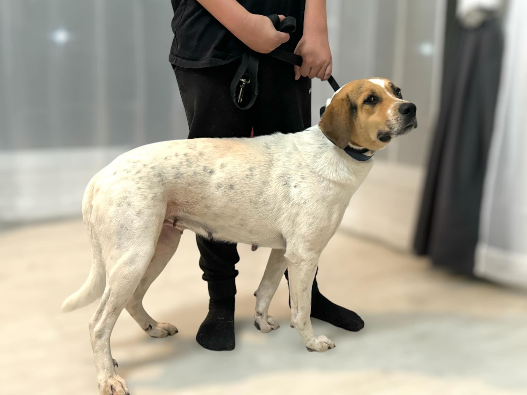 Dog for adoption - Callie, a Hound in Fort Lupton, CO | Petfinder