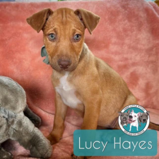 Dog for adoption - Lucy Hayes Presidential, a Pit Bull Terrier ...