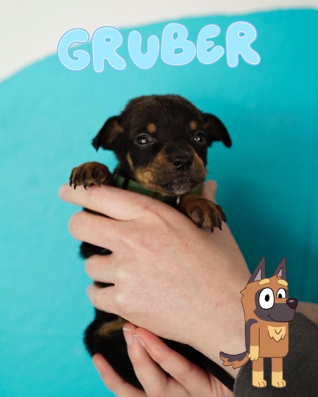 Dog for adoption - Gruber, an Australian Cattle Dog / Blue Heeler ...