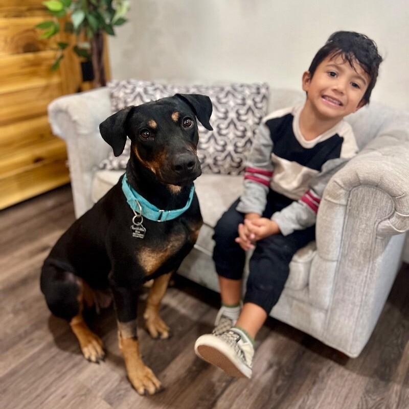 Dog for adoption - Maggie the mini Dobie, a Doberman Pinscher ...