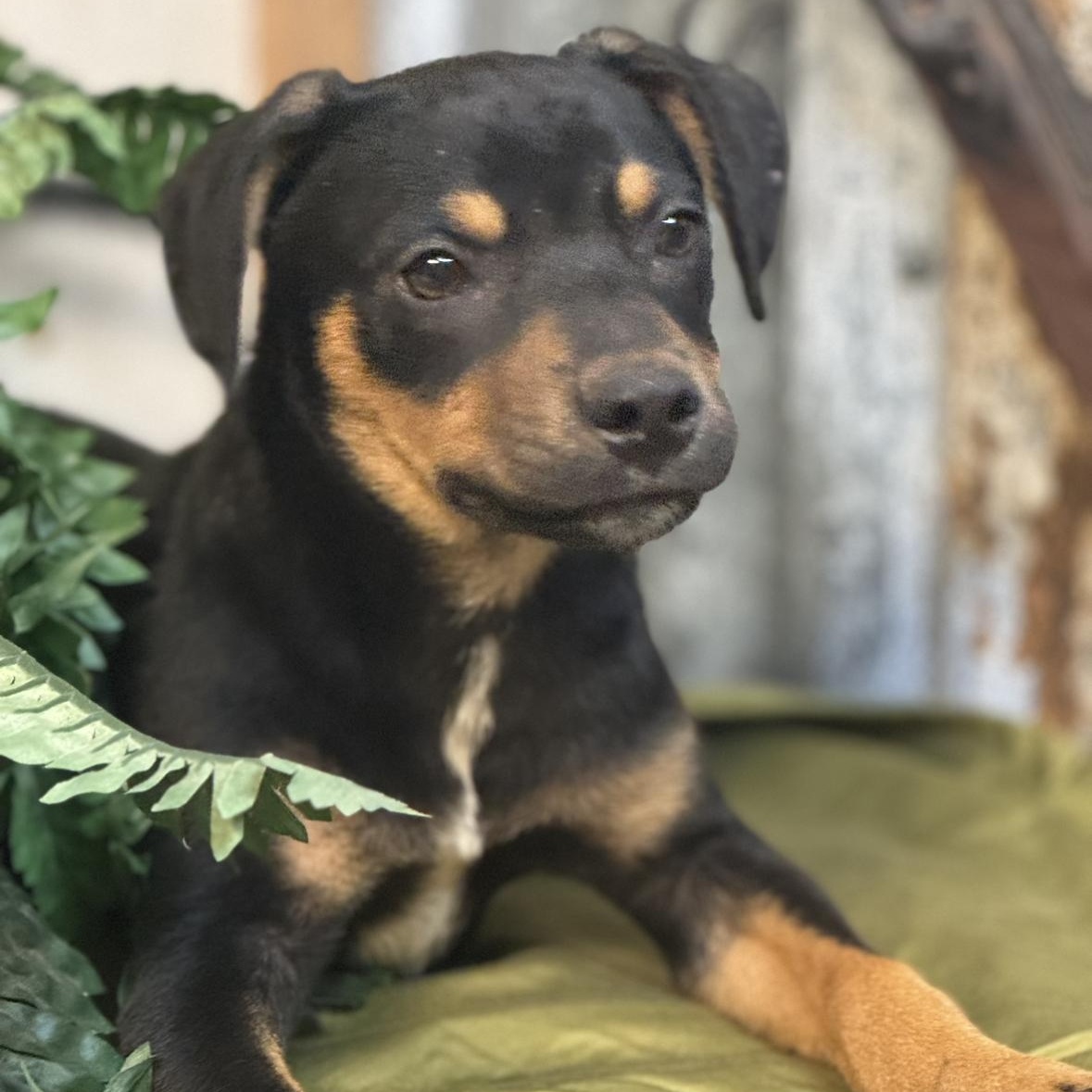 Dog for adoption - Dallas $300, a Rottweiler & Coonhound Mix in ...