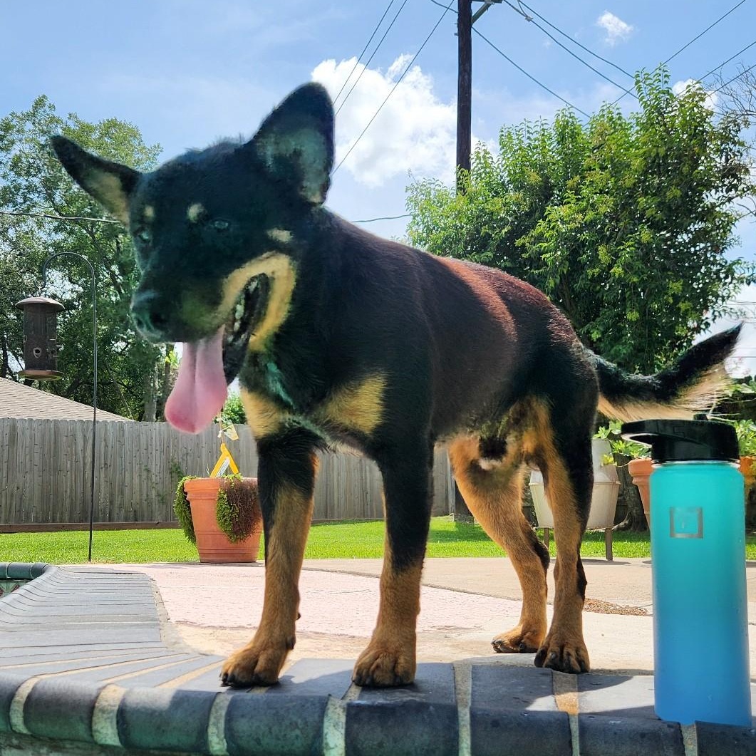 Dog for adoption - Max, a Mixed Breed in Dallas, TX | Petfinder