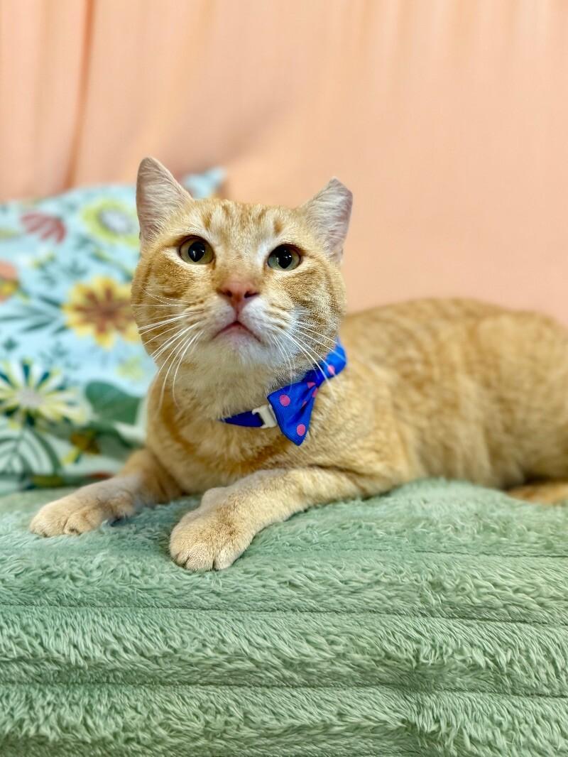 Cat for adoption - Garfield, a Domestic Short Hair Mix in Provo, UT ...