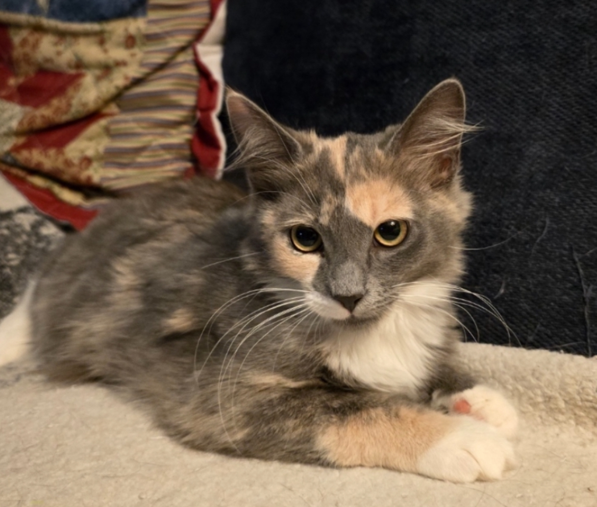 Cat for adoption - BELLINI, a Domestic Short Hair in Spotswood, NJ ...