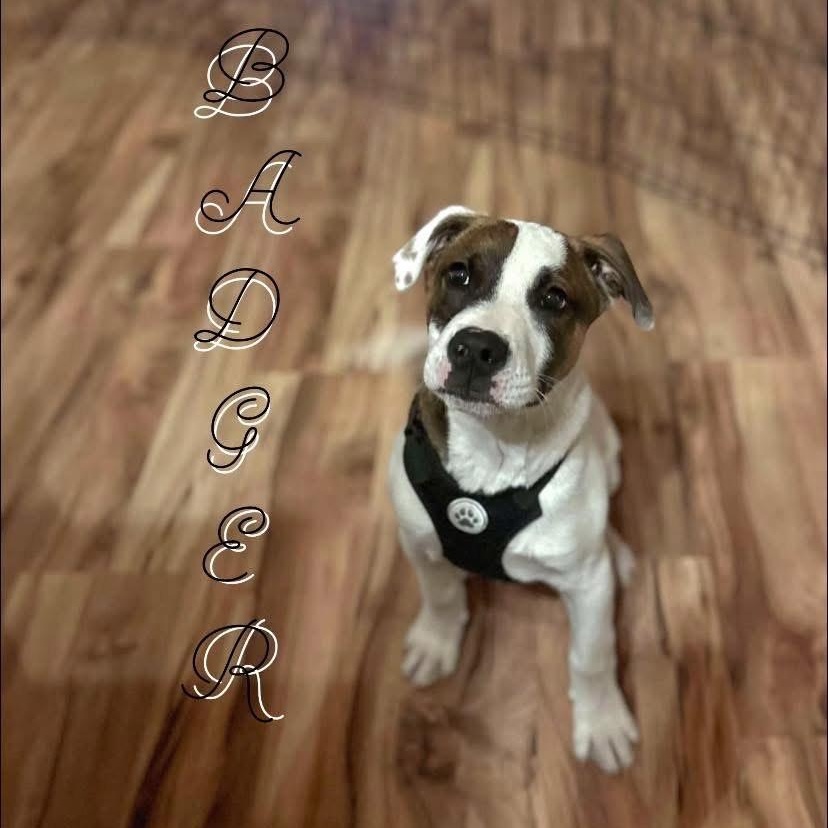 Dog for adoption - Badger, a Boxer Mix in Salamanca, NY | Petfinder