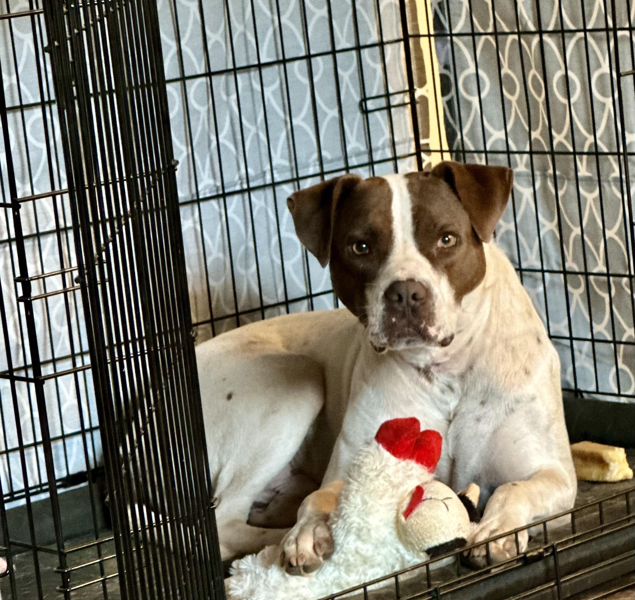 Dog for adoption - Charlie, an American Staffordshire Terrier & German ...