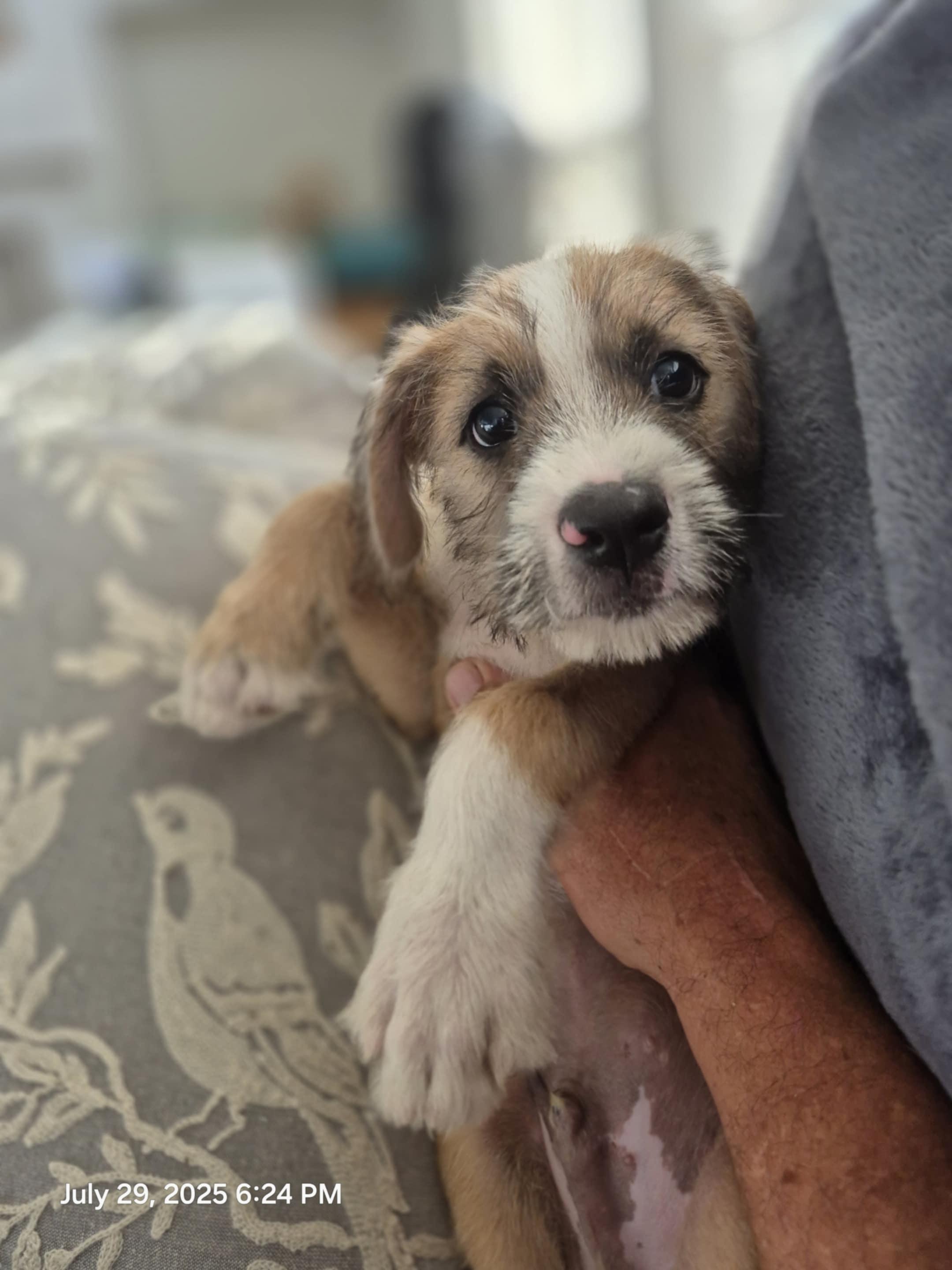 Dog for adoption - Iggy, a Sheep Dog Mix in Mathis, TX | Petfinder