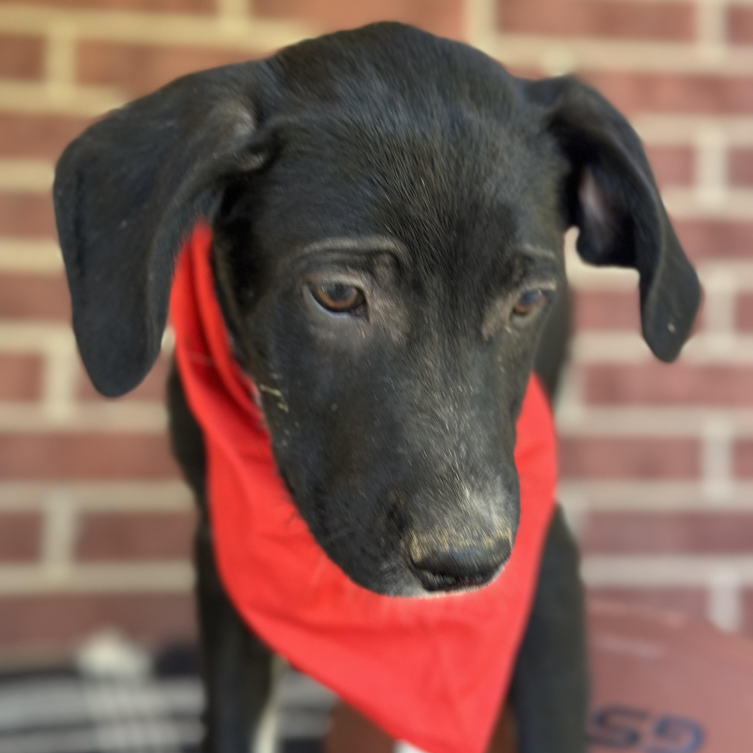 Dog for adoption - Hayes, a Black Labrador Retriever & Australian ...