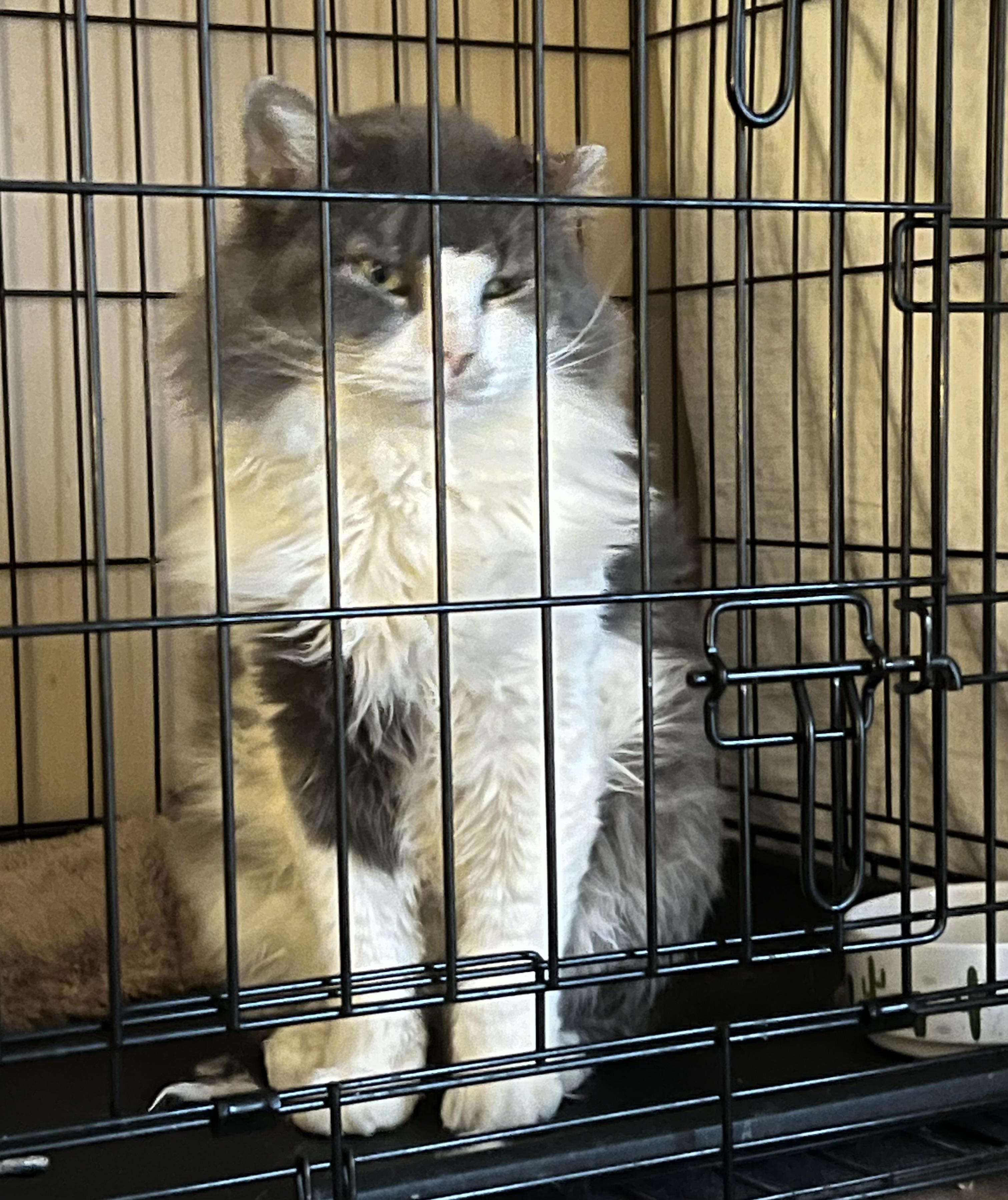 Cat for adoption - Big Jake, a Domestic Long Hair in North Bergen, NJ ...