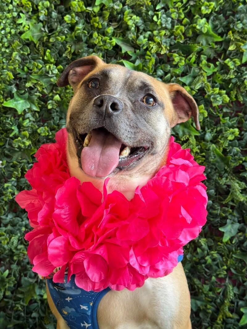 Dog for adoption - Junior, a Boxer Mix in Sparks, NV | Petfinder