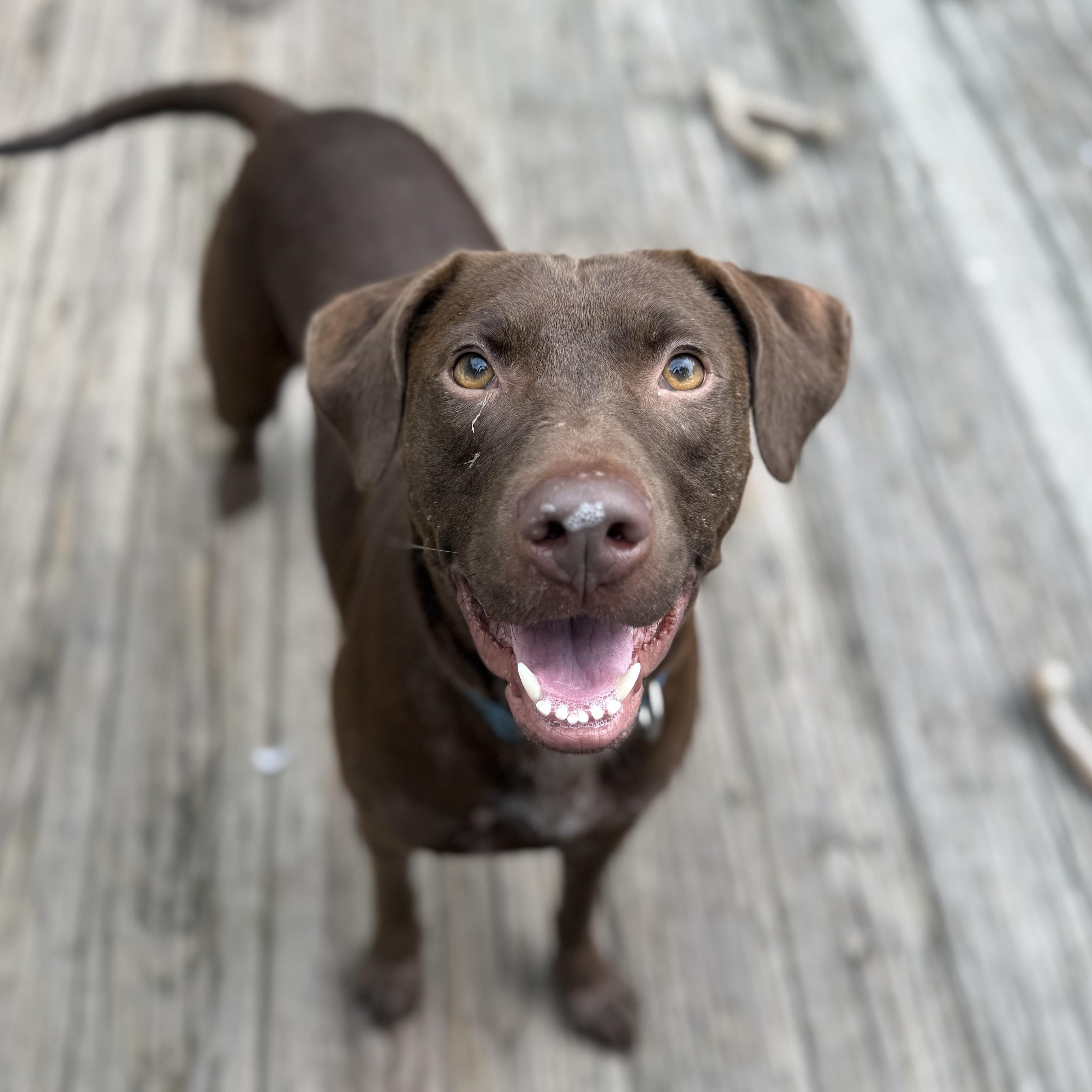 Dog for adoption - Glenn, a Labrador Retriever & Pit Bull Terrier Mix in Jamaica Plain, MA ...