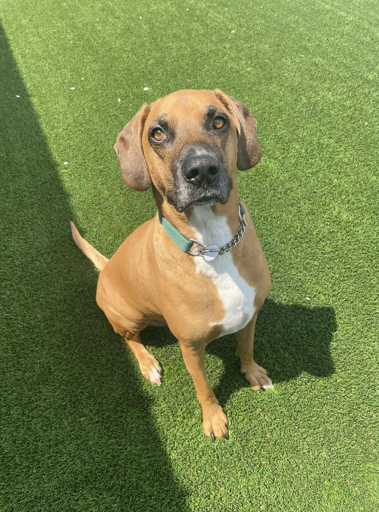 Dog for adoption - DEEJE, a Boxer & Basset Hound Mix in Delson, QC ...