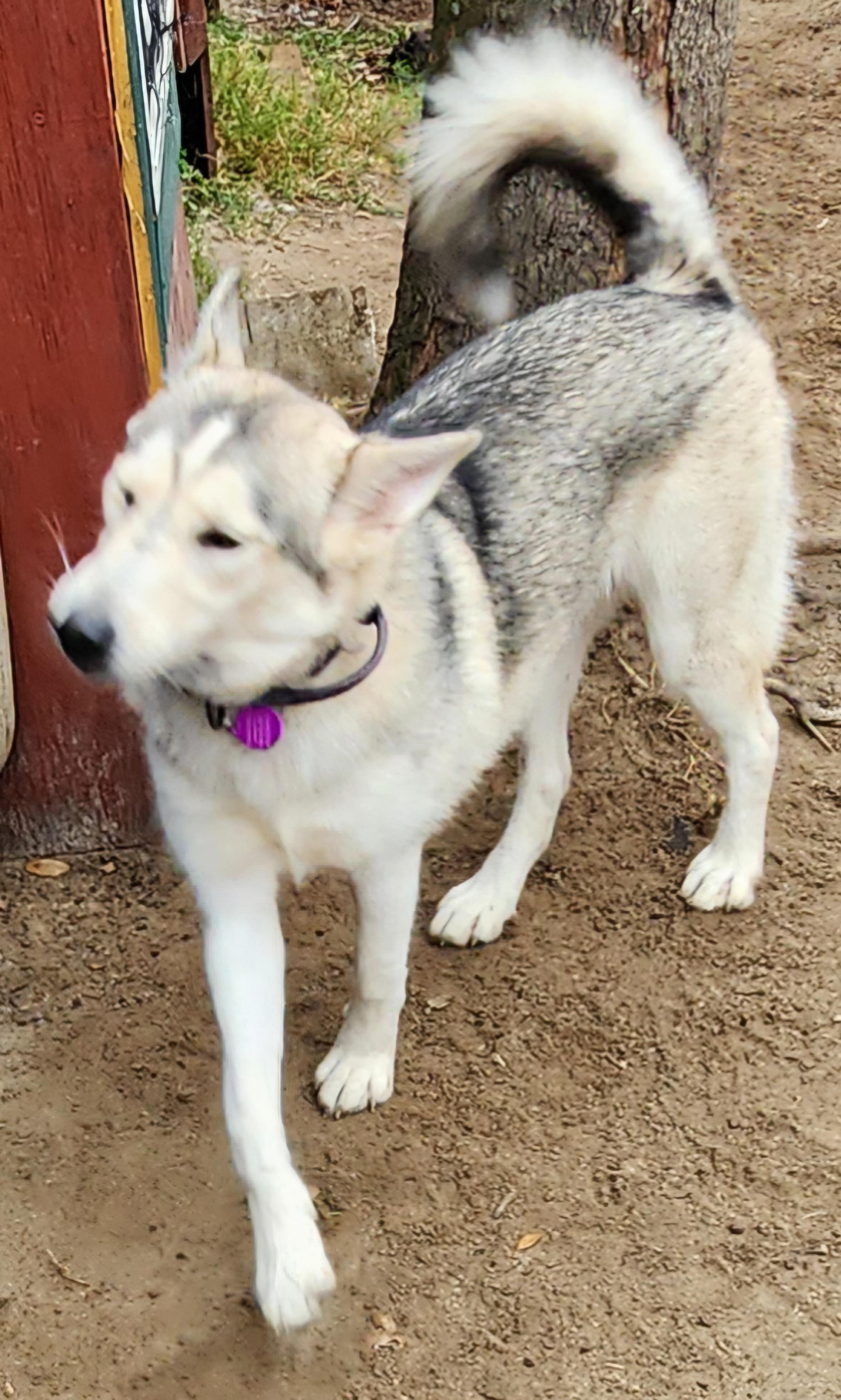 Dog for adoption - Ellie, a German Shepherd Dog & Husky Mix in Lakeland ...