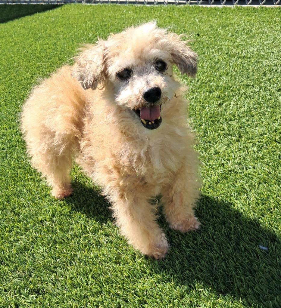 Dog for adoption - Madison (Bonded w/ Harper), a Poodle (Toy) in ...