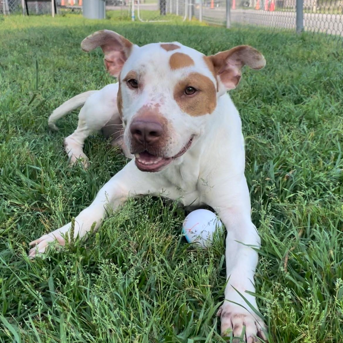 Dog for adoption - Larry, an American Staffordshire Terrier & Boxer Mix ...