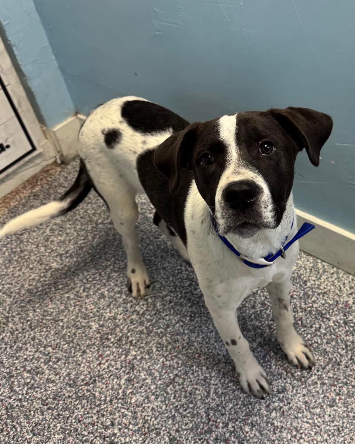 Dog for adoption - Buddy, a Labrador Retriever Mix in Las Vegas, NV | Petfinder