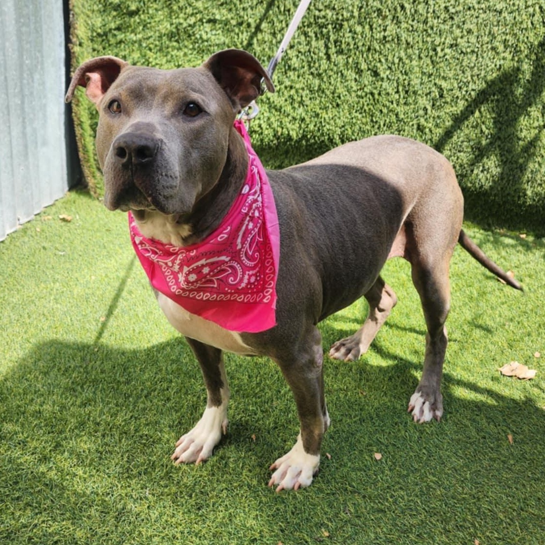 Dog for adoption - Princessa, an American Staffordshire Terrier Mix in ...