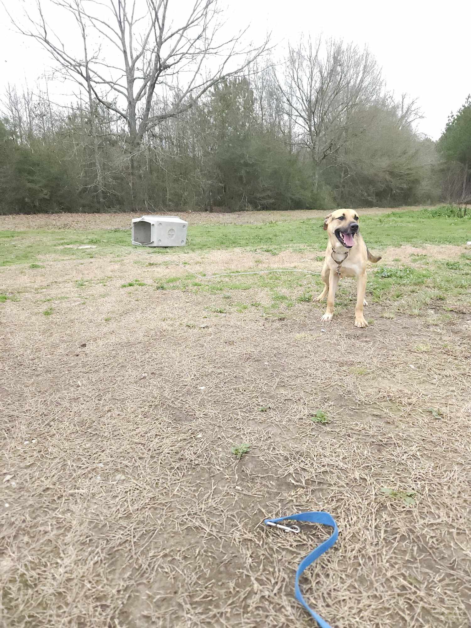 Dog for adoption - Jacob, a German Shepherd Dog Mix in Gillette, WY ...