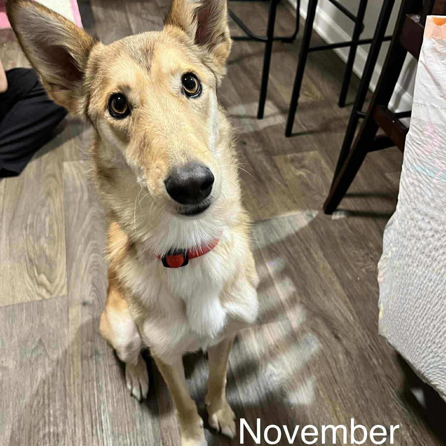 Dog for adoption - November, a Collie Mix in Ridgefield, NJ | Petfinder