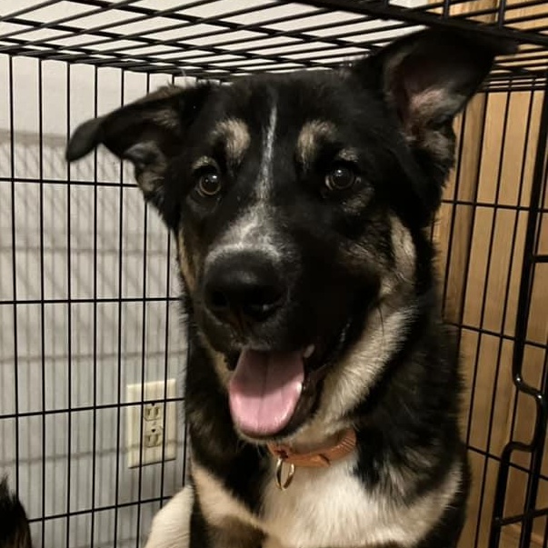 Dog for adoption - Manny Vincent, a Shepherd Mix in Racine, WI | Petfinder