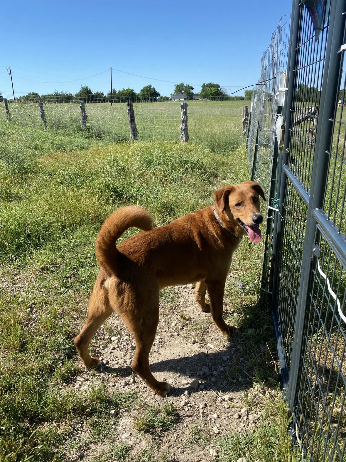 Dog for adoption - Big Red, an Irish Setter Mix in Cameron, MO | Petfinder
