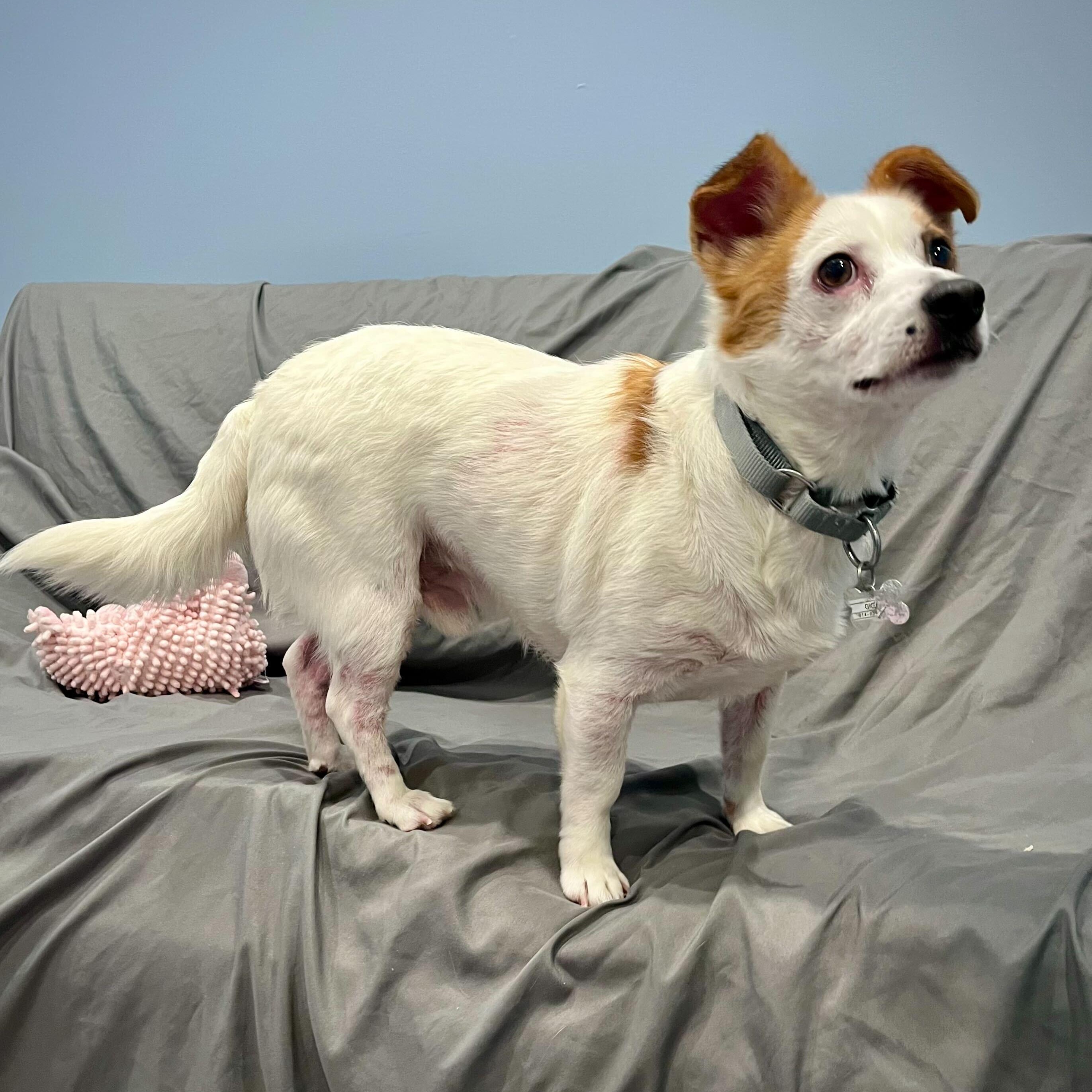 Dog for adoption - Jay Jay, a Mixed Breed in Canal Winchester, OH ...