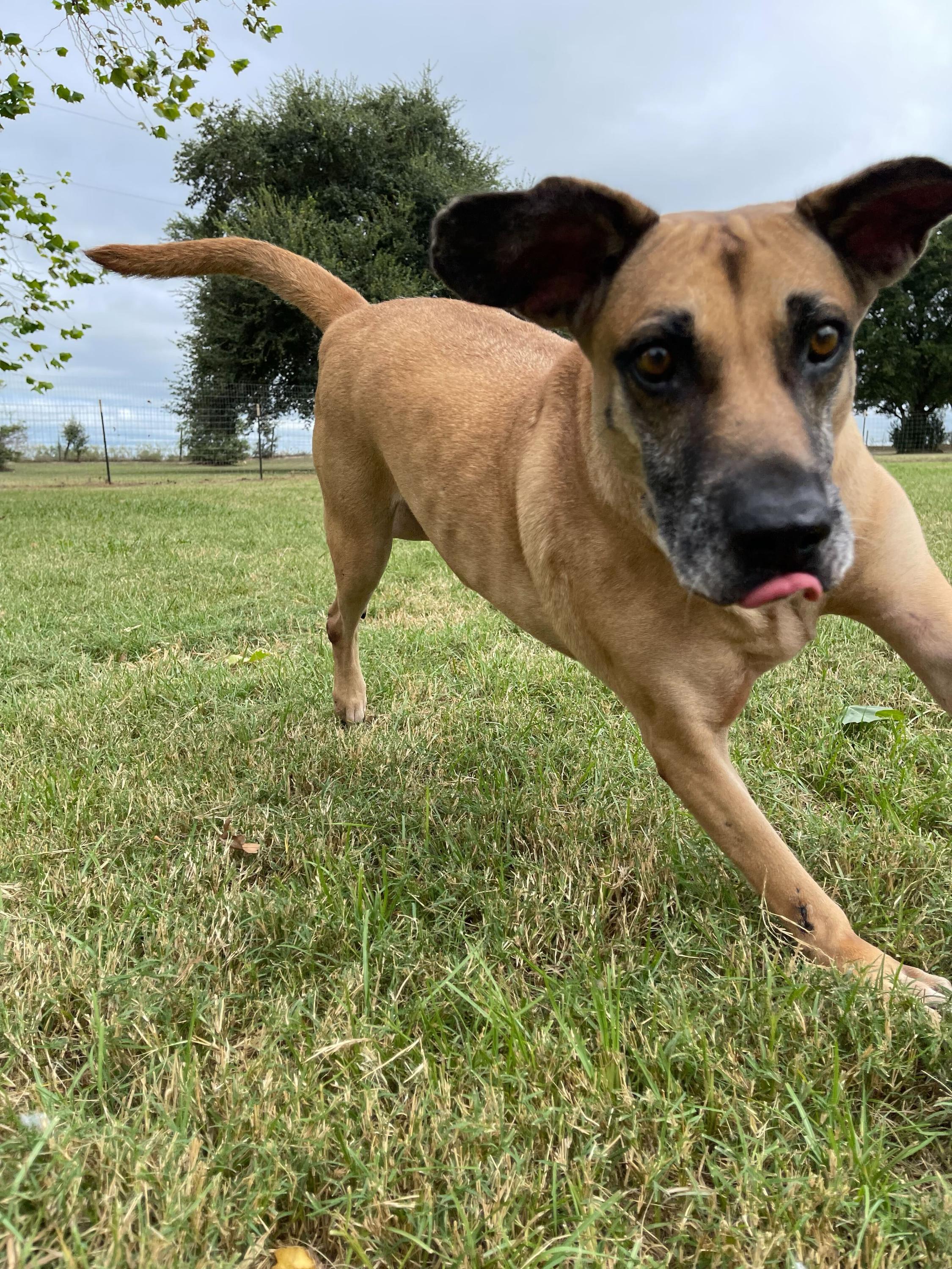 Dog for adoption - Hugo, a Rhodesian Ridgeback Mix in Woodstock, VT ...