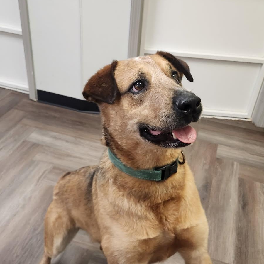 Dog for adoption - Tucker, a Shepherd & Labrador Retriever Mix in ...