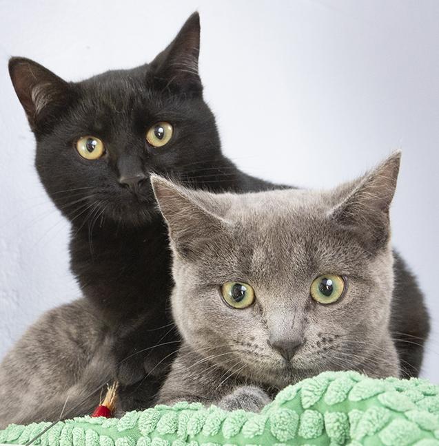 Cat for adoption - Flow and Lemur, a Domestic Short Hair in Chicago, IL ...
