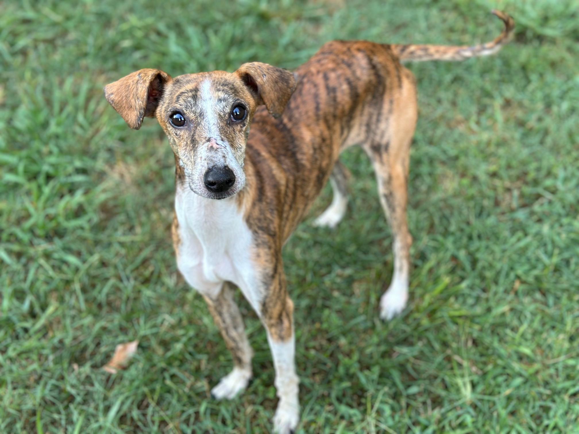 Dog for adoption - Ferb, a Whippet & Xoloitzcuintli / Mexican Hairless ...