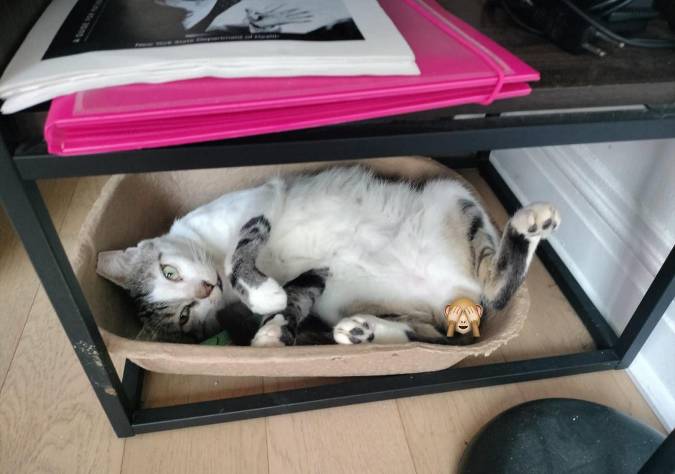 Cat for adoption - Toonces, a Domestic Short Hair in New York , NY ...