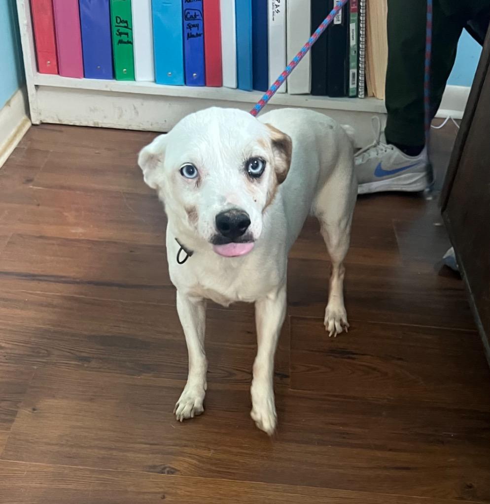 Dog for adoption - Dundee, a Jack Russell Terrier & Border Collie Mix ...