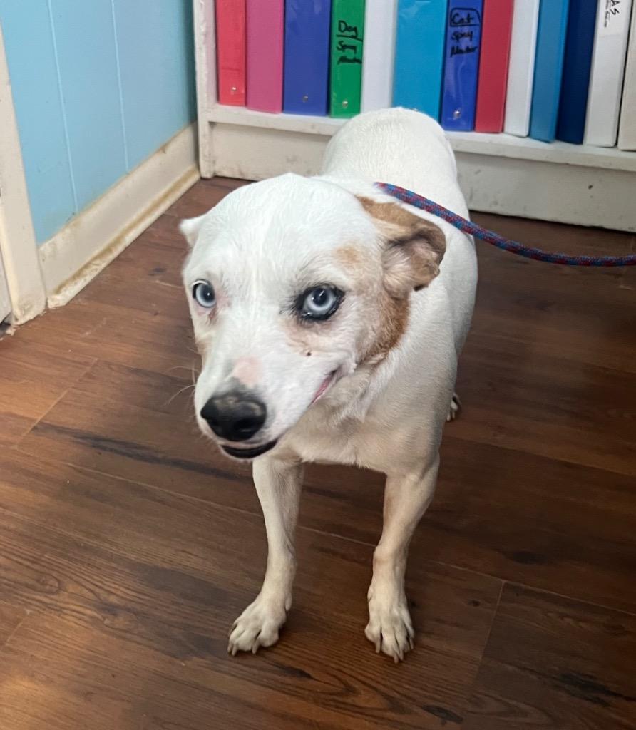 Dog for adoption - Dundee, a Jack Russell Terrier & Border Collie Mix ...