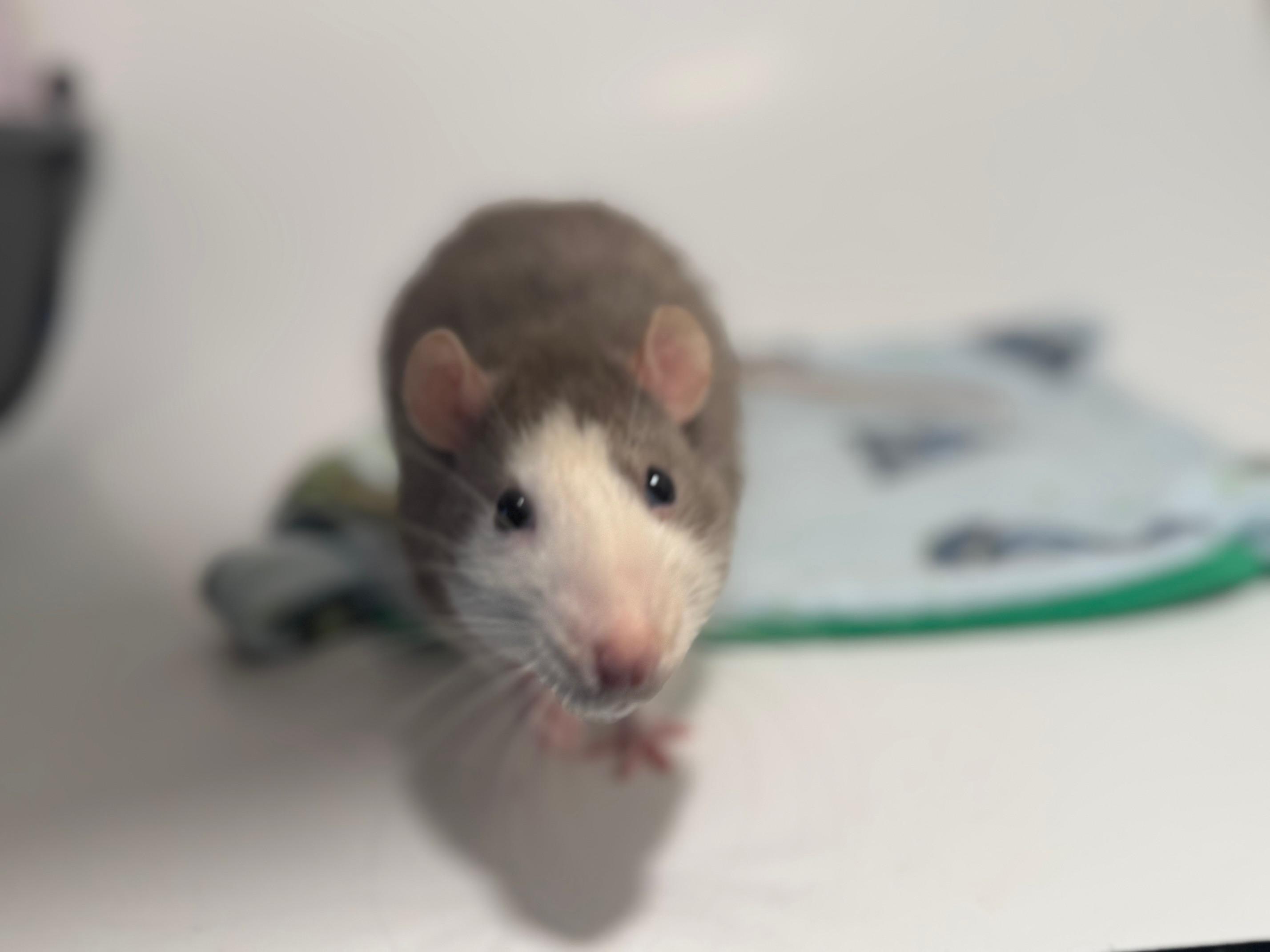 Rat for adoption - Bilfur, Bofur and Bomfur, a Rat in Irvine, CA ...