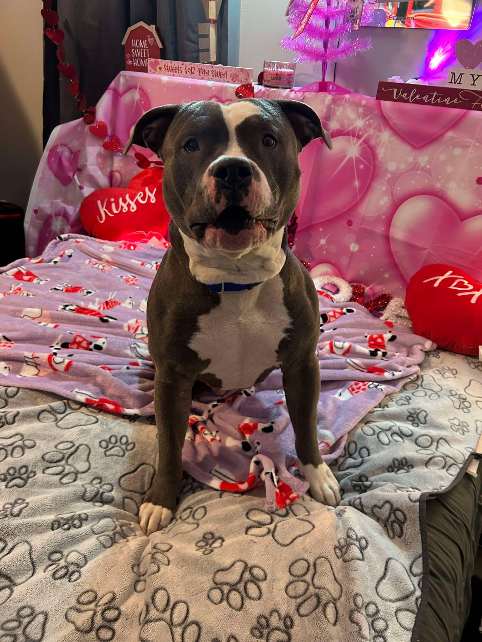 Dog for adoption - Champ, a Pit Bull Terrier Mix in Binghamton, NY ...