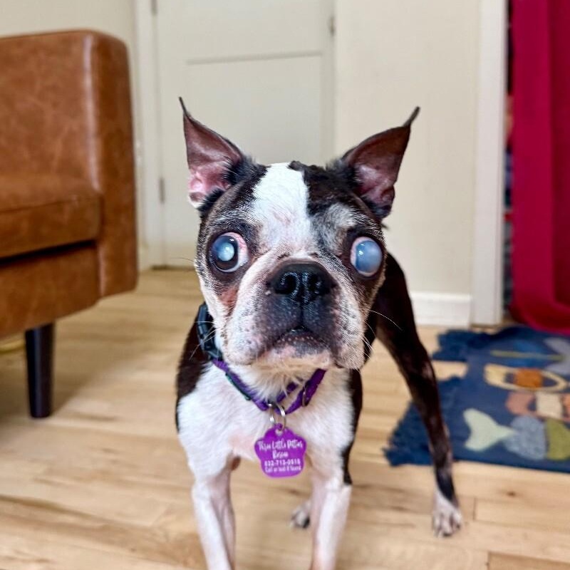 Dog for adoption - Stevie Wonder, a Boston Terrier Mix in Rockford, IL ...