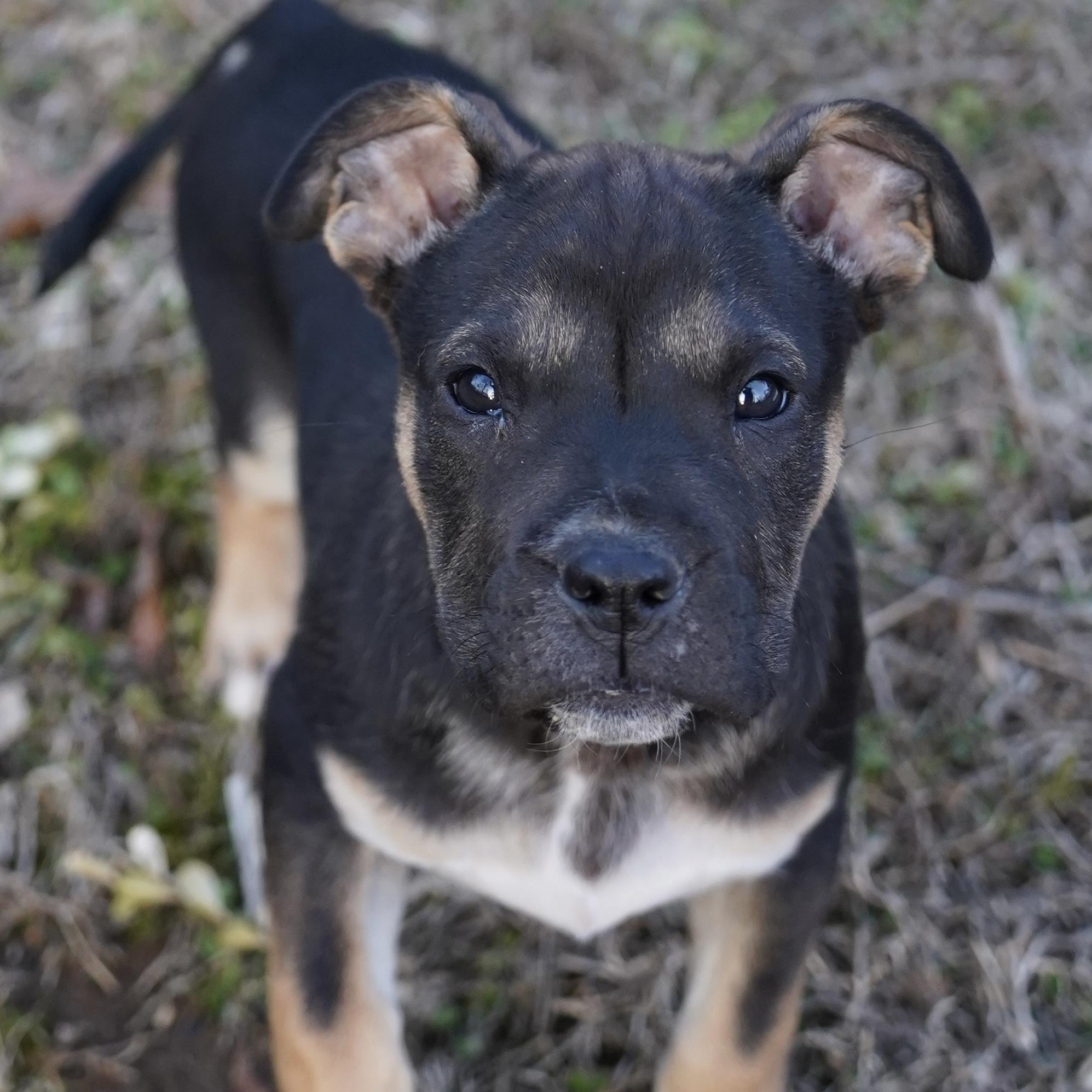 Dog for adoption - Maivie, a Rottweiler & Terrier Mix in Springfield, MO | Petfinder