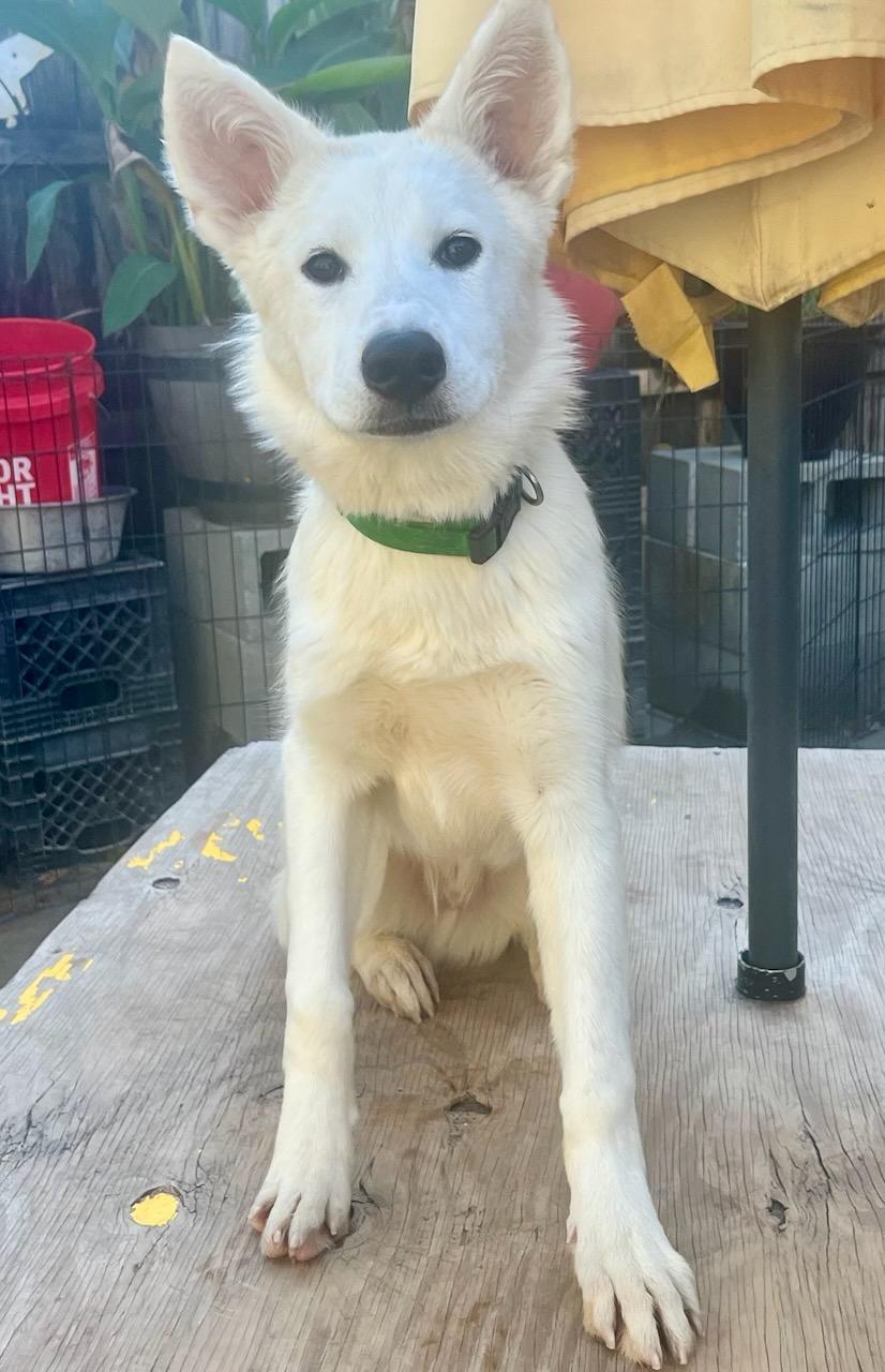 Dog for adoption - Dusty J, a Canaan Dog & Husky Mix in Dallas, TX ...