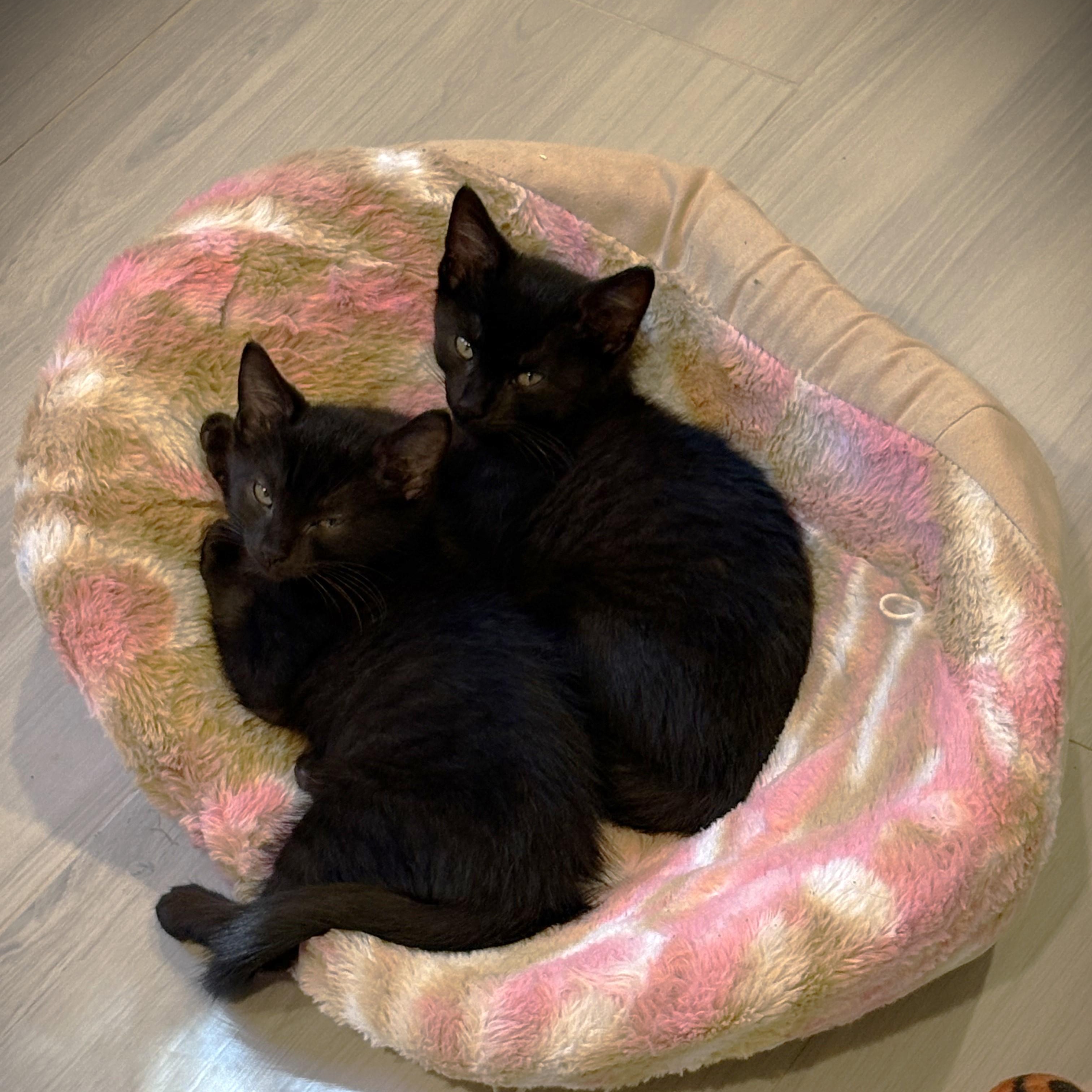 Cat for adoption - Rocky Road & Chocolate-Playful Brothers, a Domestic Short Hair in Laurel, MD ...