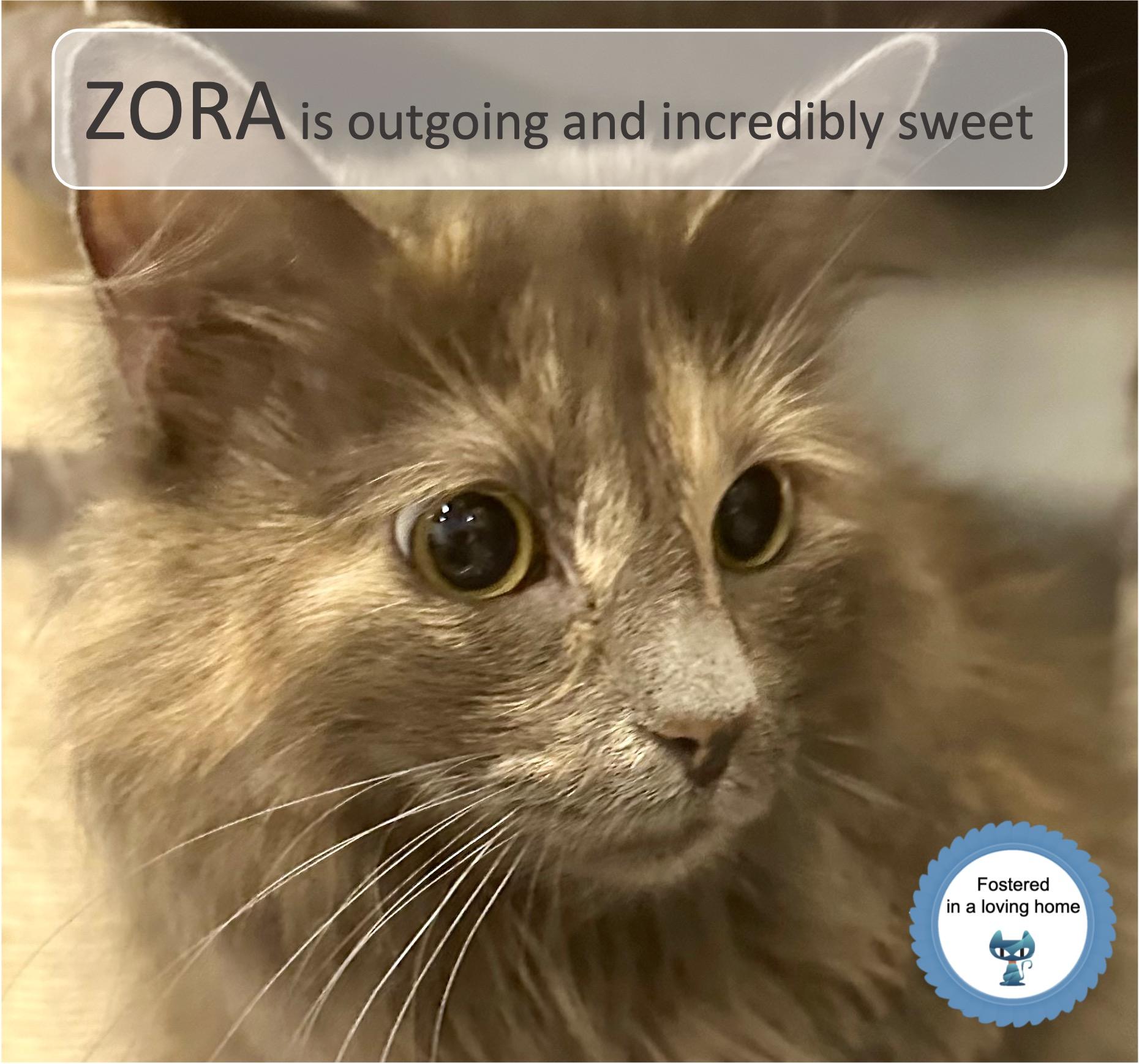 Cat for adoption - Zora, a Domestic Long Hair in Cincinnati, OH | Petfinder