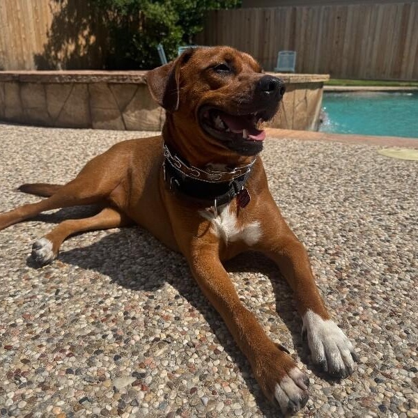 Dog for adoption - Charlie Brown Belly Rub King, a Hound & Rhodesian Ridgeback Mix in Syracuse ...