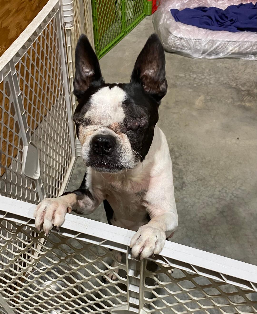 Dog for adoption - Littie, a Boston Terrier in Newburgh, NY | Petfinder