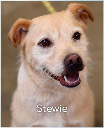 Dog for adoption - Stewie, a Terrier Mix in Douglasville, GA | Petfinder