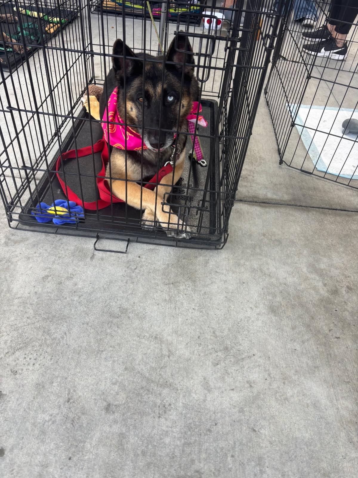 Dog for adoption - Loba, a German Shepherd Dog & Husky Mix in Canyon ...