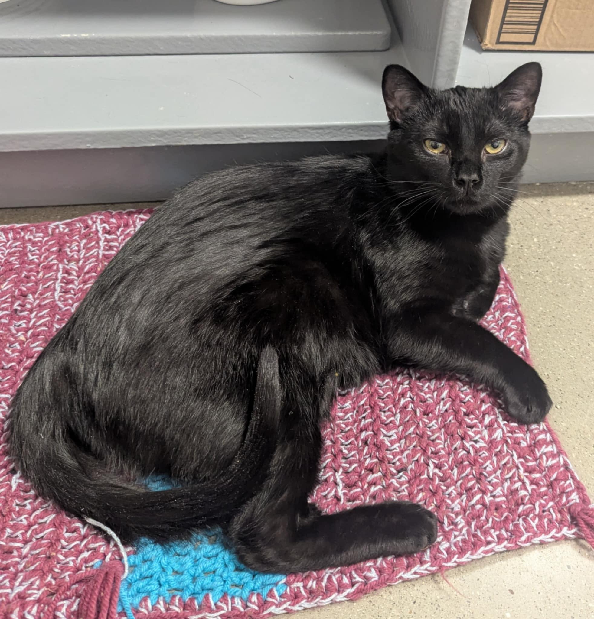 Cat for adoption - Yeager, a Domestic Short Hair in Stratford, ON ...